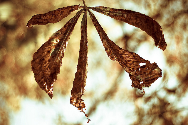 Autumn means crispy leaves by Harold Lloyd